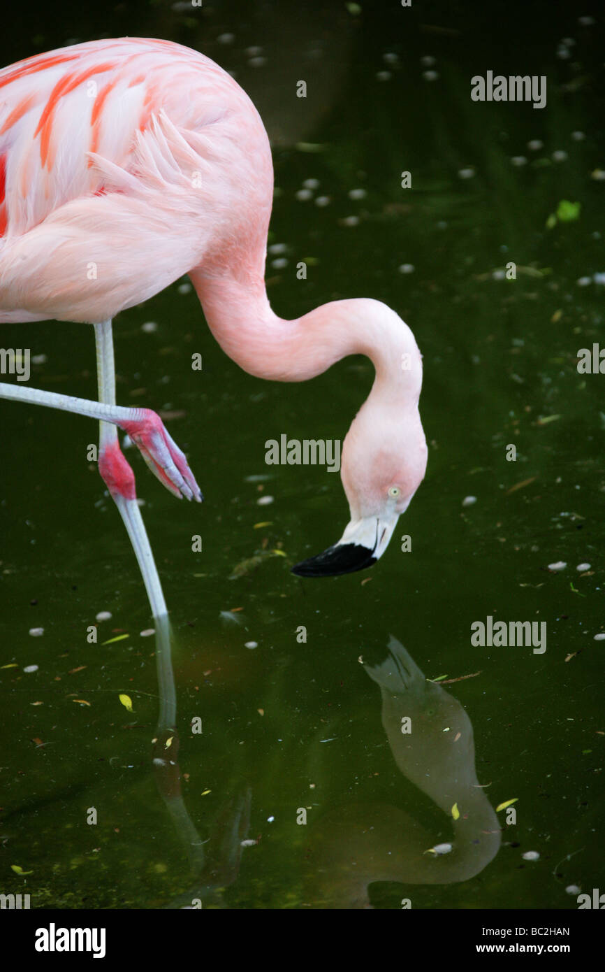 Phoenicopteridae hi-res stock photography and images - Alamy