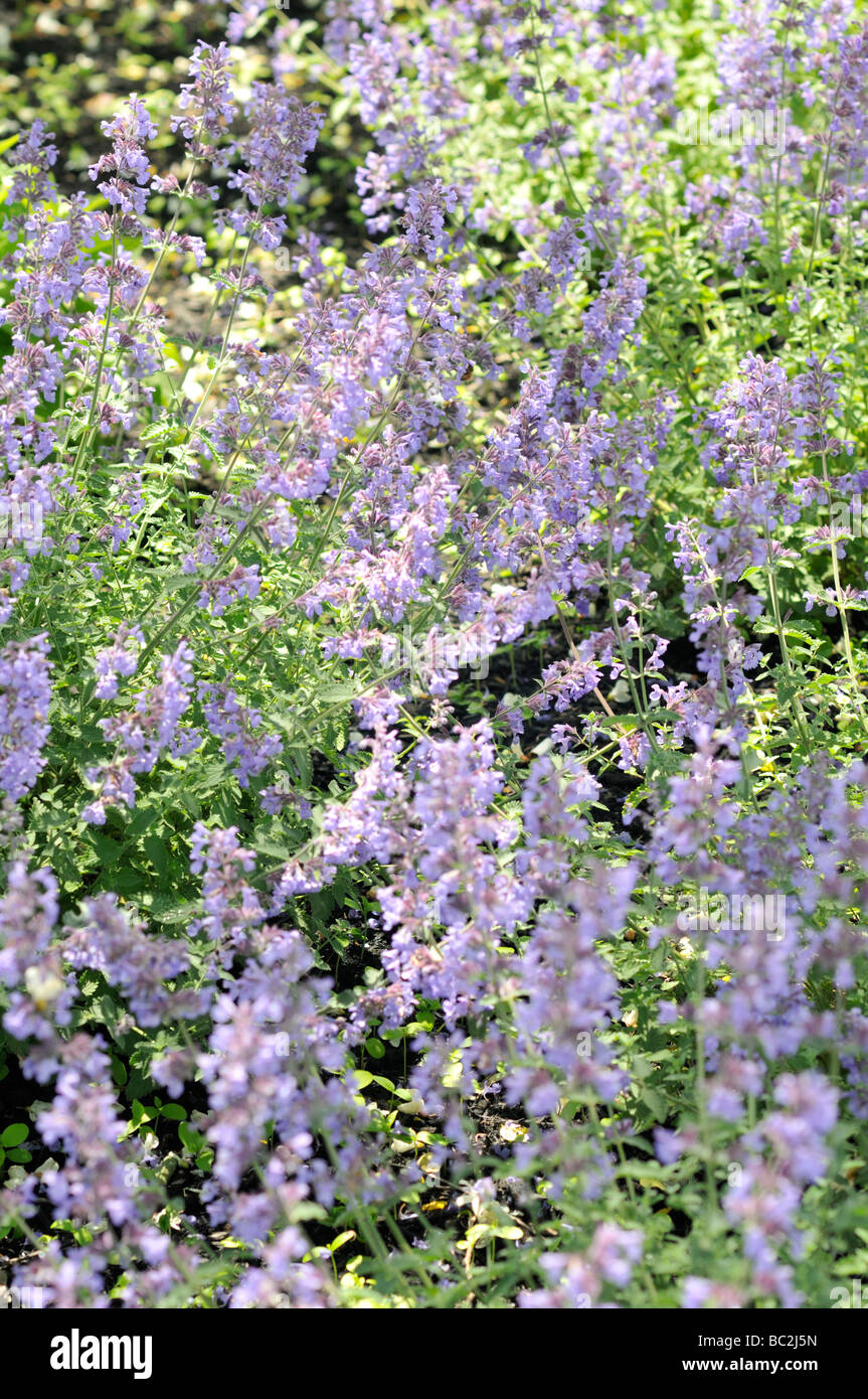 Lavendula hi-res stock photography and images - Alamy