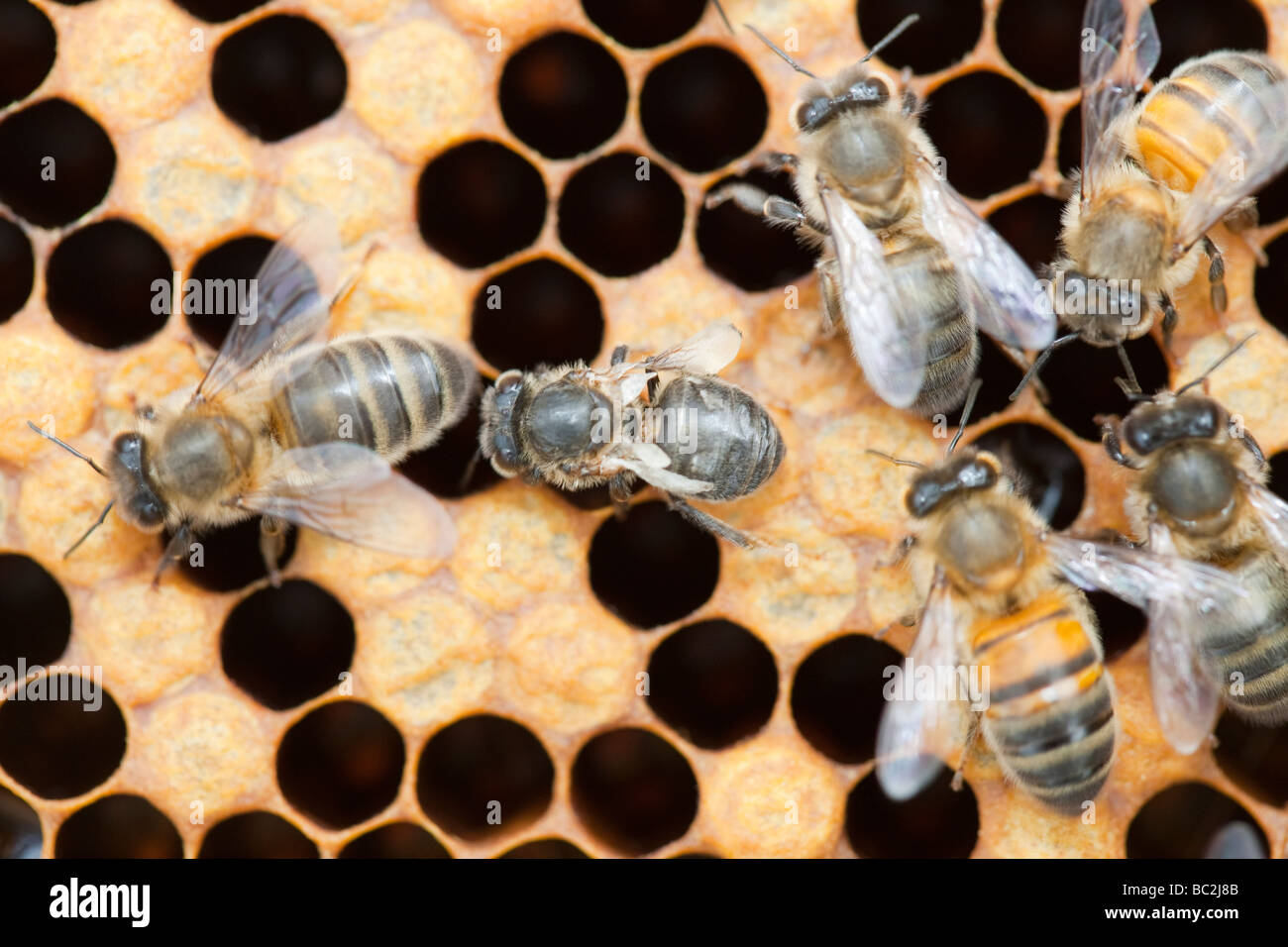 A bee that has deformed wings as a result of attack by Varoa mites in a ...