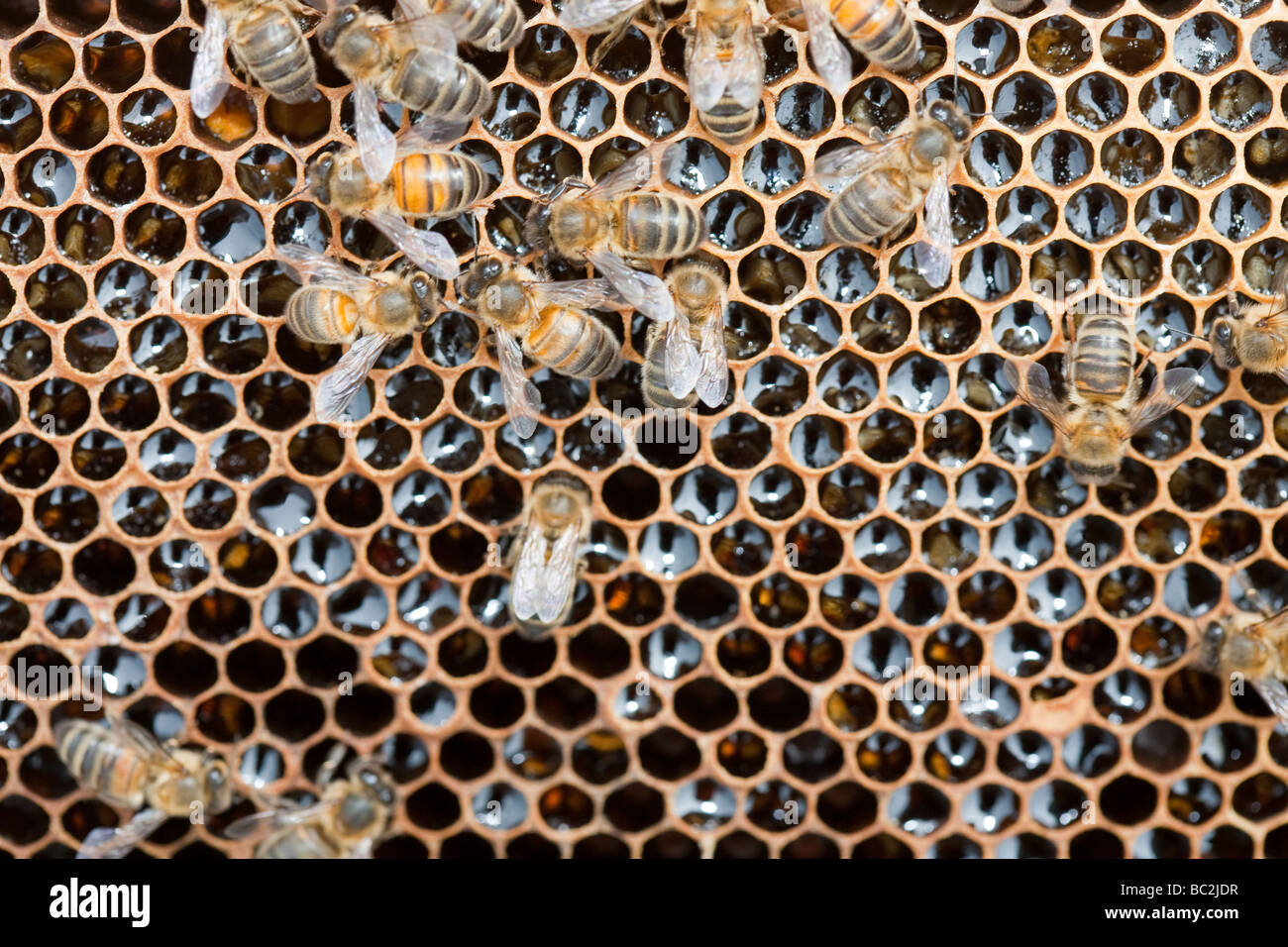 A beehive in Cockermouth Cumbria UK that has been infected and damaged ...