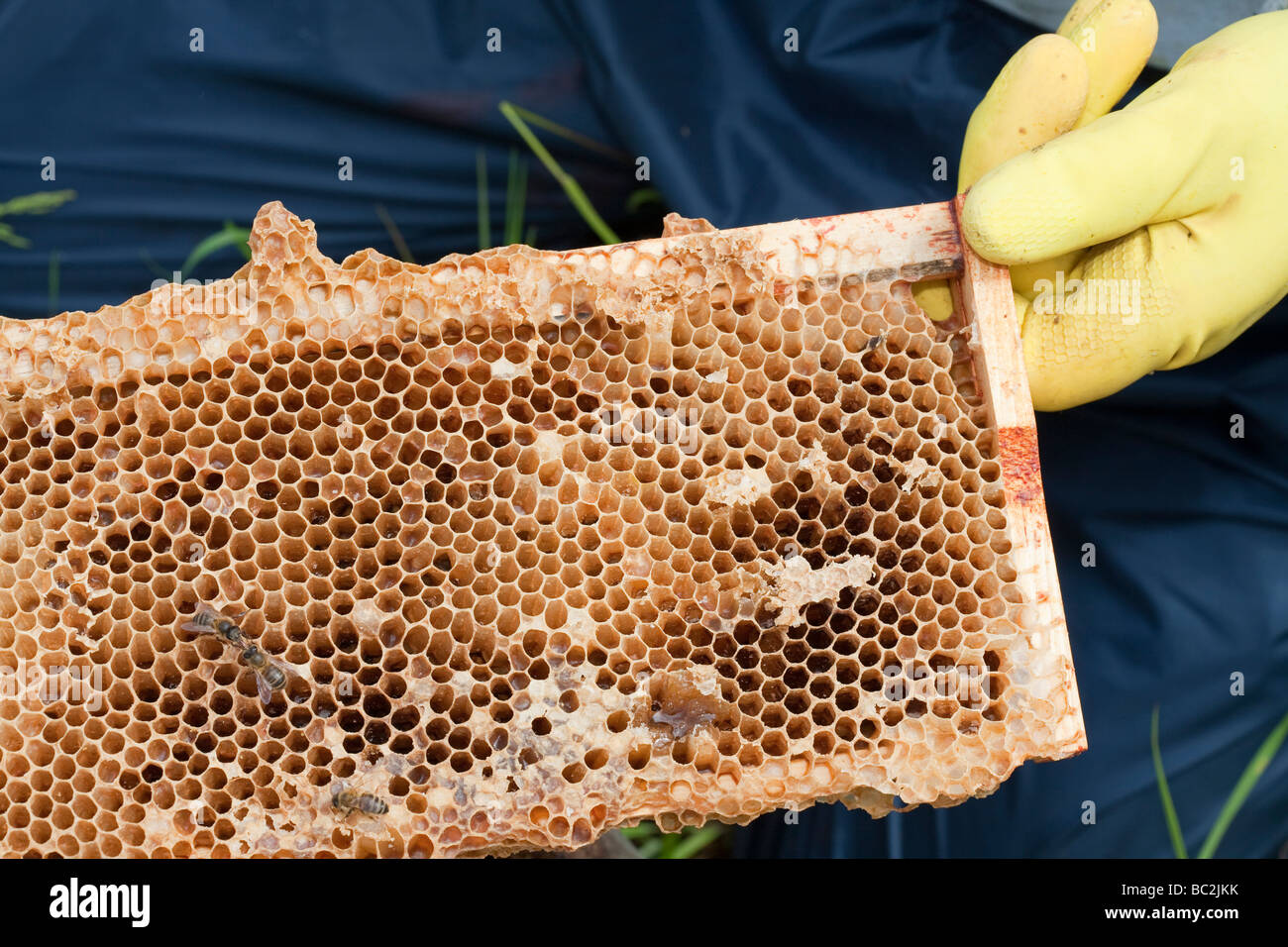Infected beehive hi-res stock photography and images - Alamy