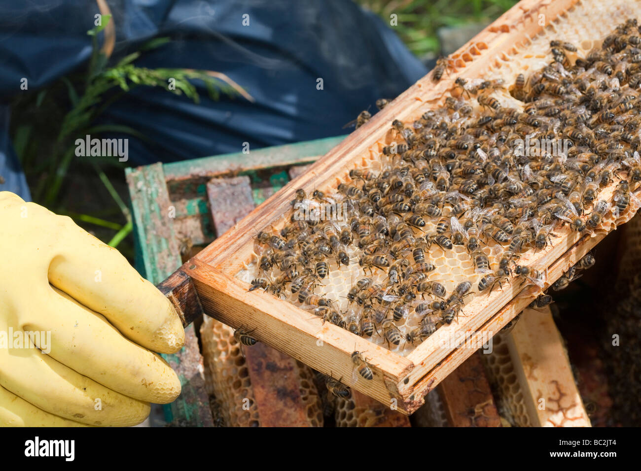 A beehive in Cockermouth Cumbria UK that has been infected and damaged ...