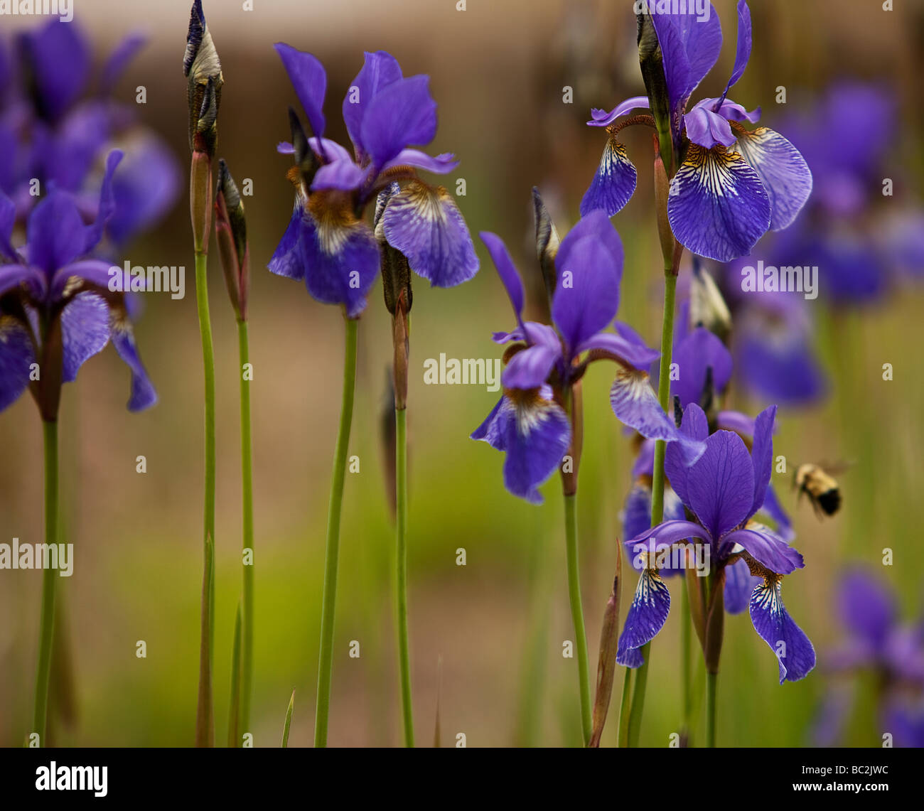 Cluster of purple Siberian irises outdoors in garden Stock Photo - Alamy