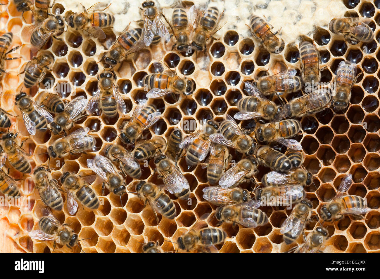 A beehive in Cockermouth Cumbria UK that has been infected and damaged ...