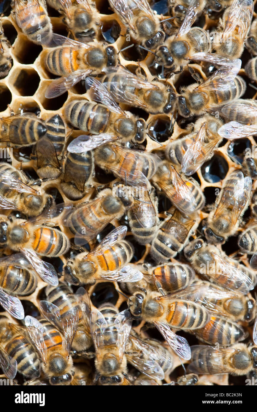 Infected beehive hi-res stock photography and images - Alamy