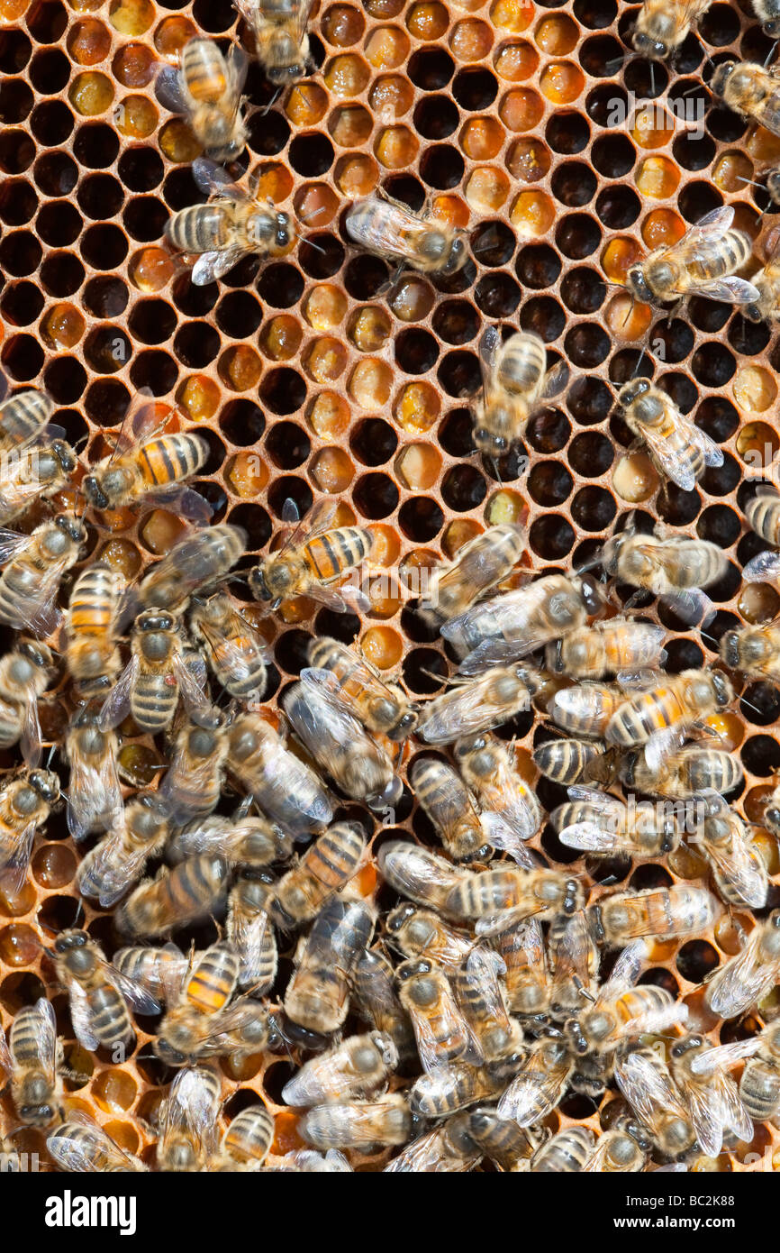 Infected beehive hi-res stock photography and images - Alamy