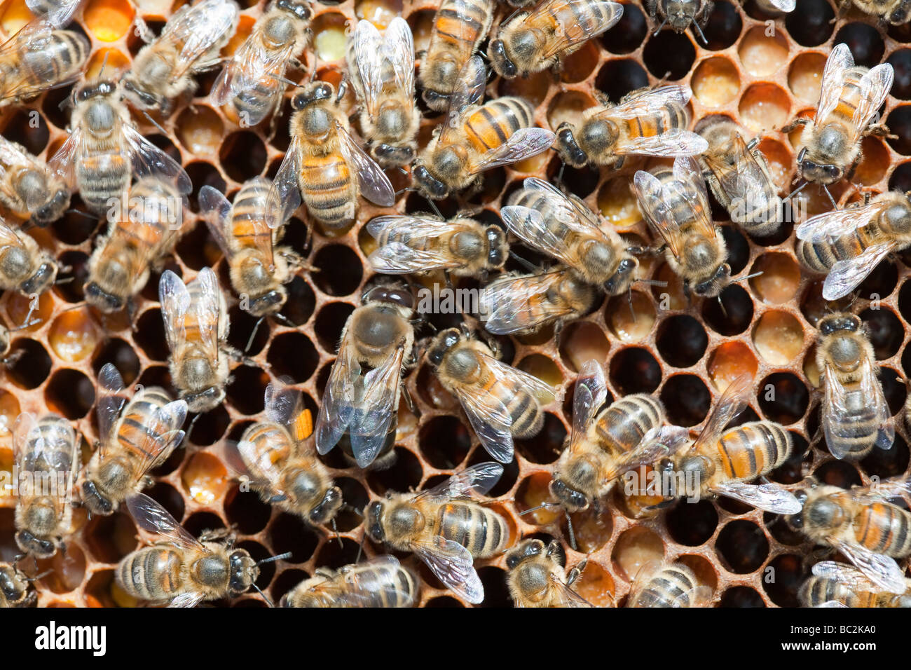 Infected Beehive High Resolution Stock Photography and Images - Alamy
