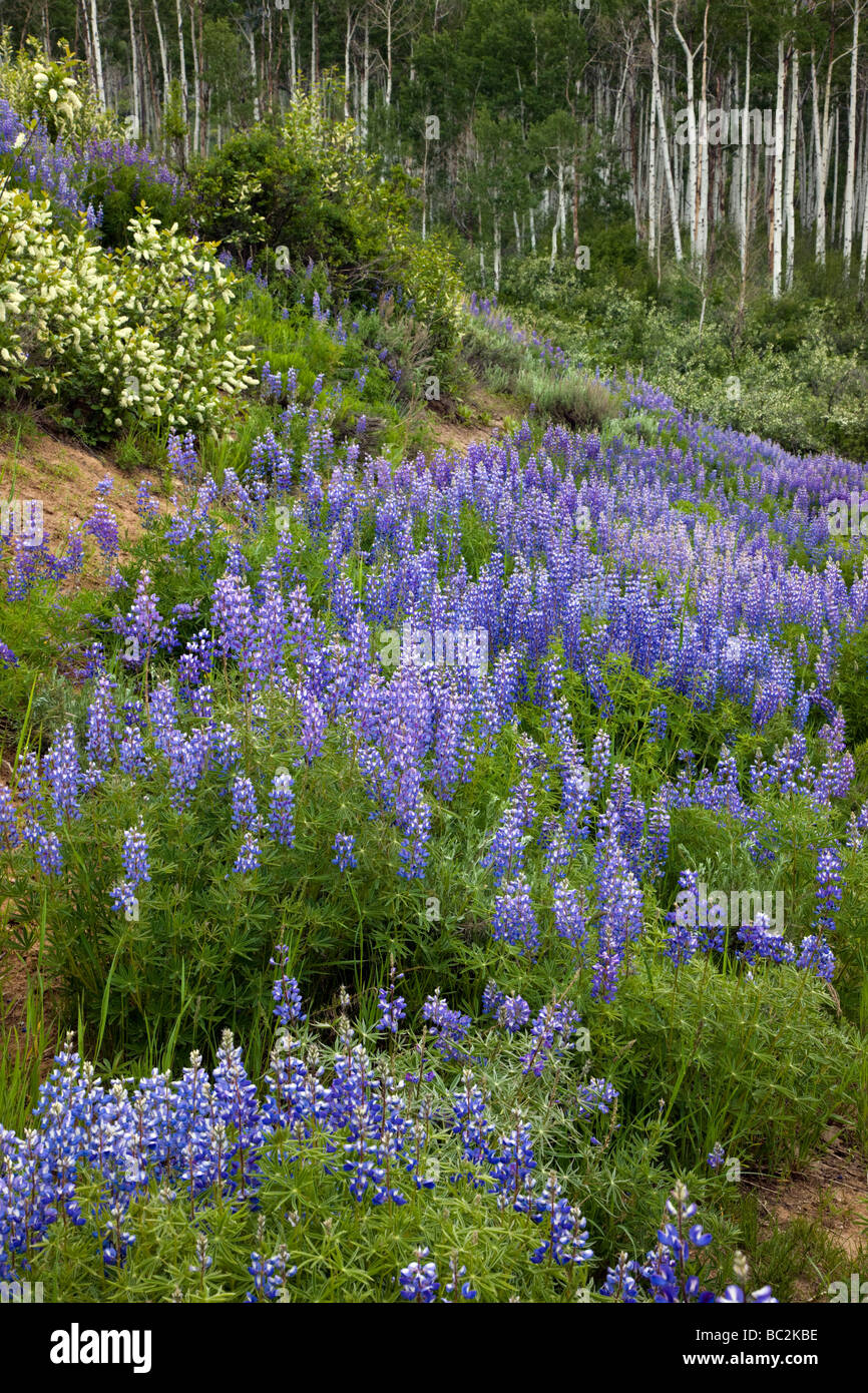 Lupin near Kebler Pass 9980 West Elk Mountains Ruby Range Gunnison ...