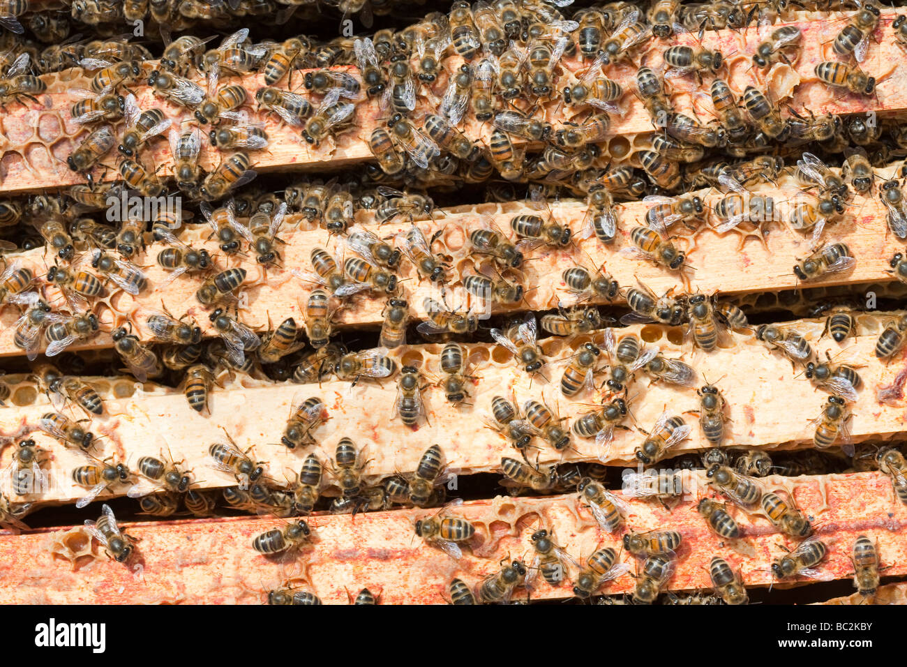 Infected Beehive High Resolution Stock Photography and Images - Alamy