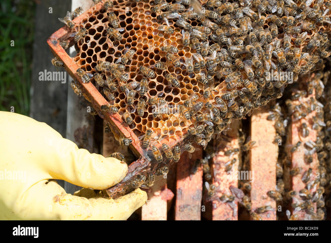 A beehive in Cockermouth Cumbria UK that has been infected and damaged ...