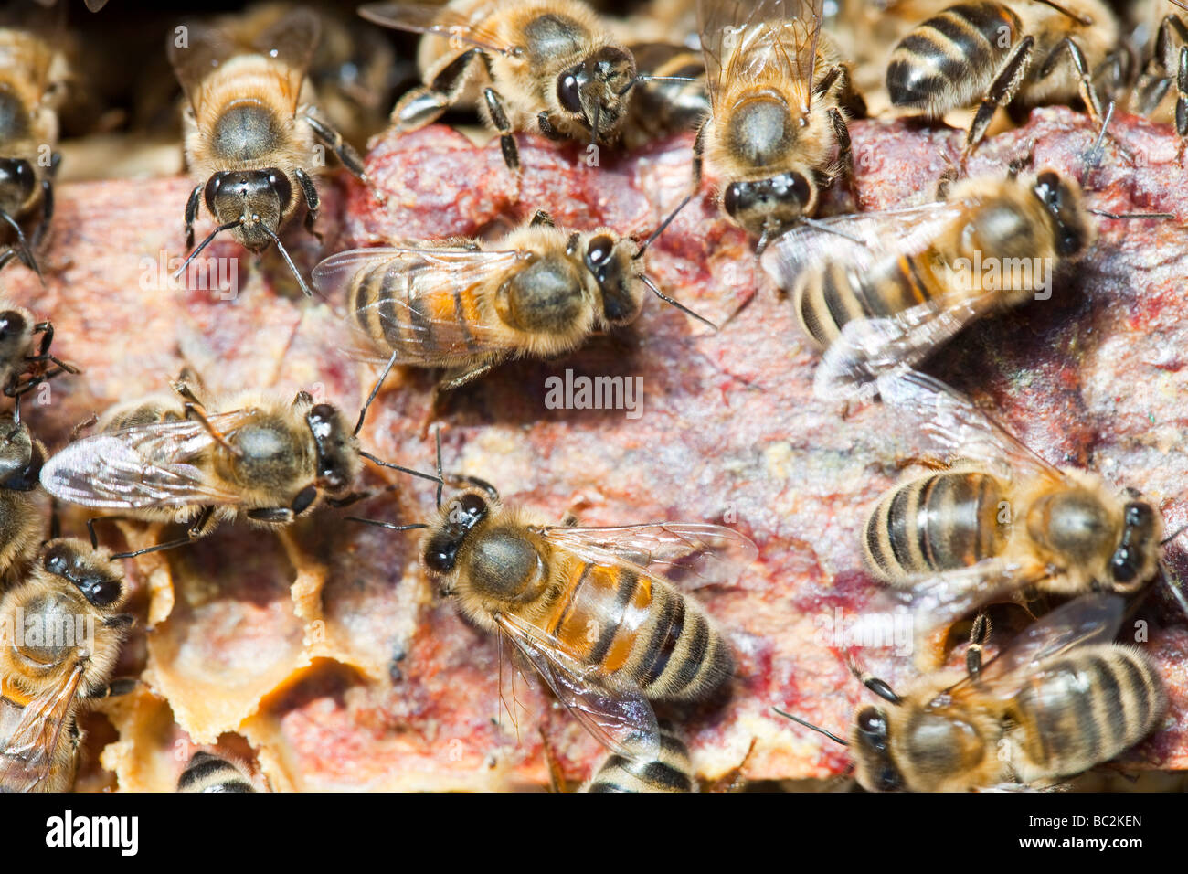 A beehive in Cockermouth Cumbria UK that has been infected and damaged ...