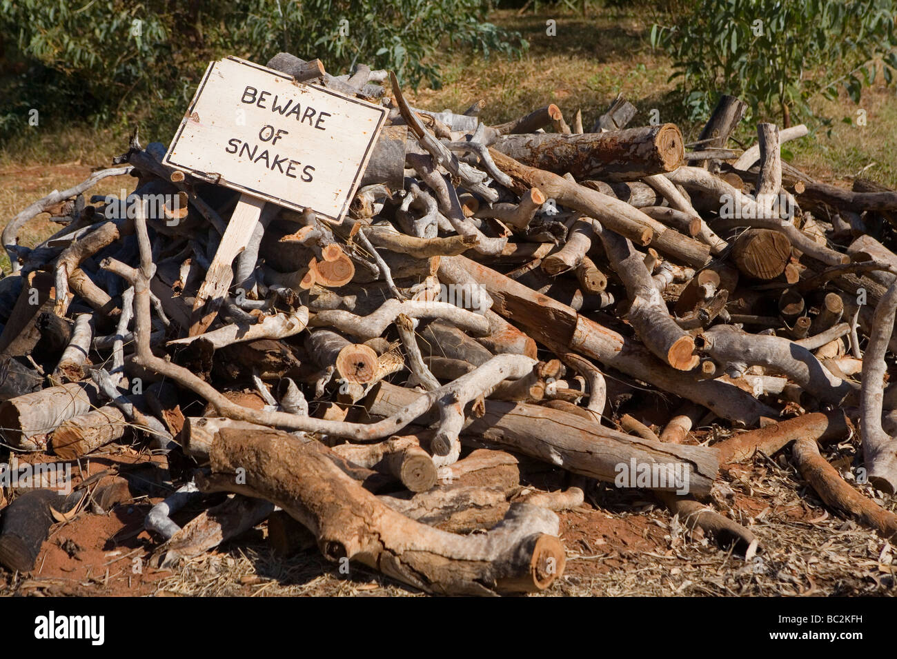 What Kind Of Snakes Live In Wood Piles at Myrtle Sturm blog