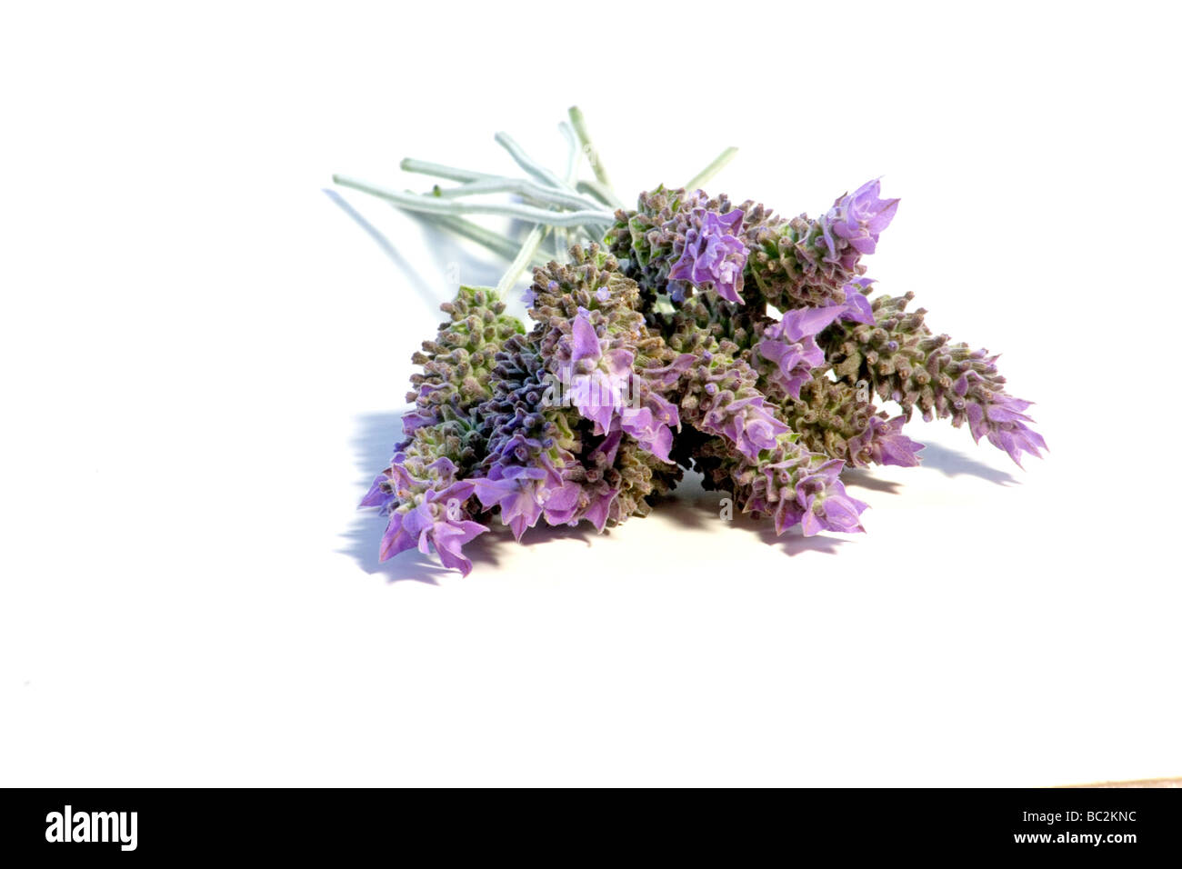 Lavender sprigs on white background Stock Photo - Alamy