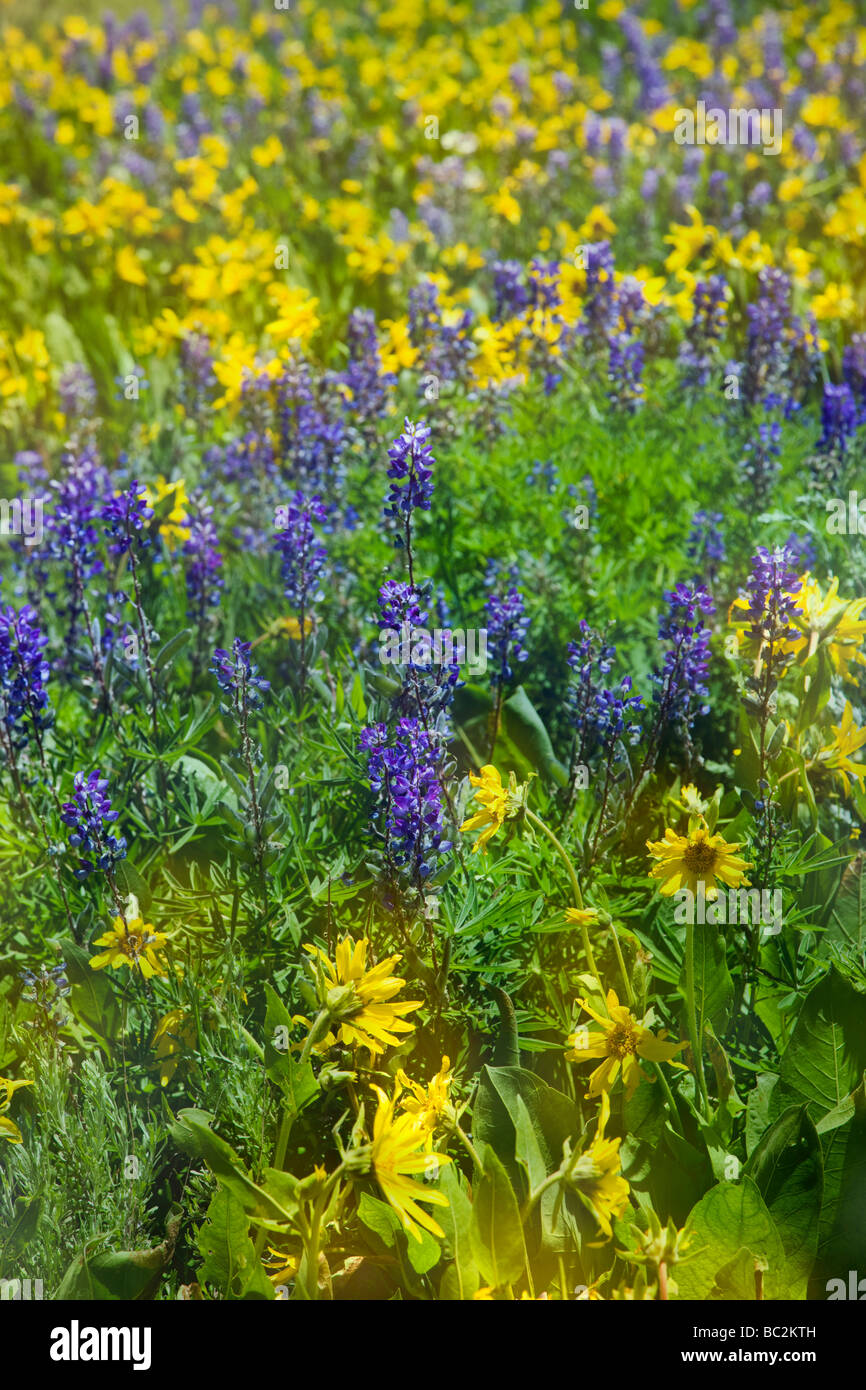 Mule Ears Sunflower family and Lupin near Kebler Pass Colorado USA ...