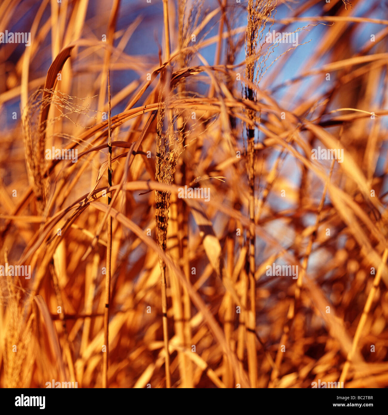 Cane lake hi-res stock photography and images - Alamy