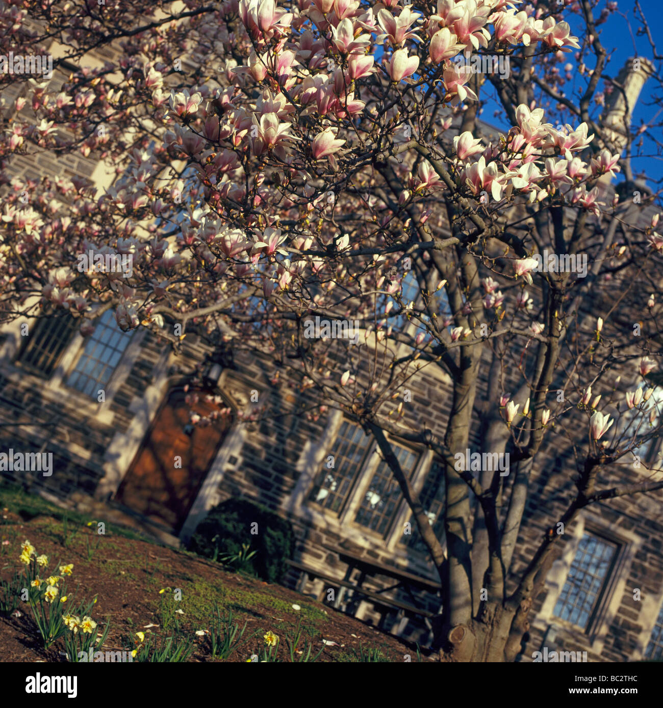 Magnolia tree blooming Stock Photo - Alamy