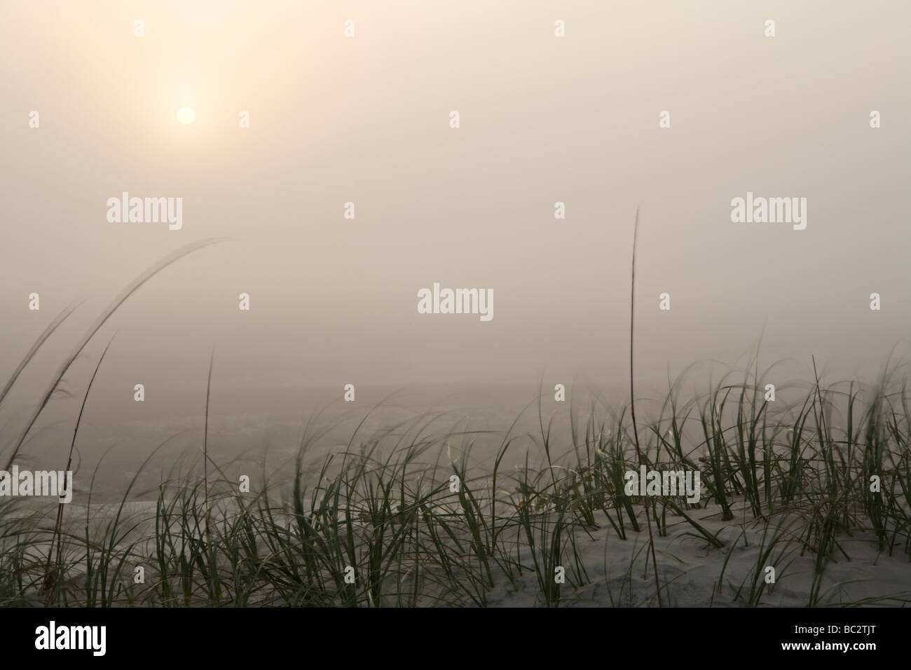 Windblown grasses on beach sun hi-res stock photography and images - Alamy