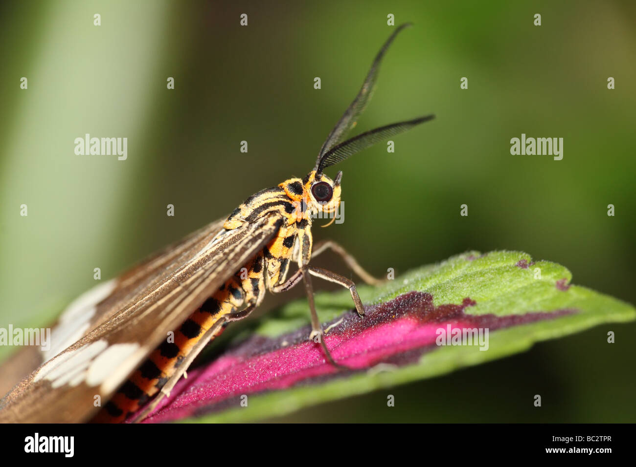 Purple leave hi-res stock photography and images - Alamy