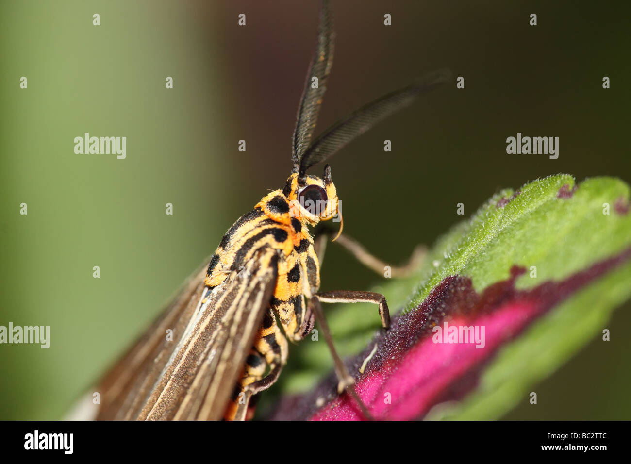 Tiger Moth CloseUp on a Purple Leave Stock Photo - Alamy
