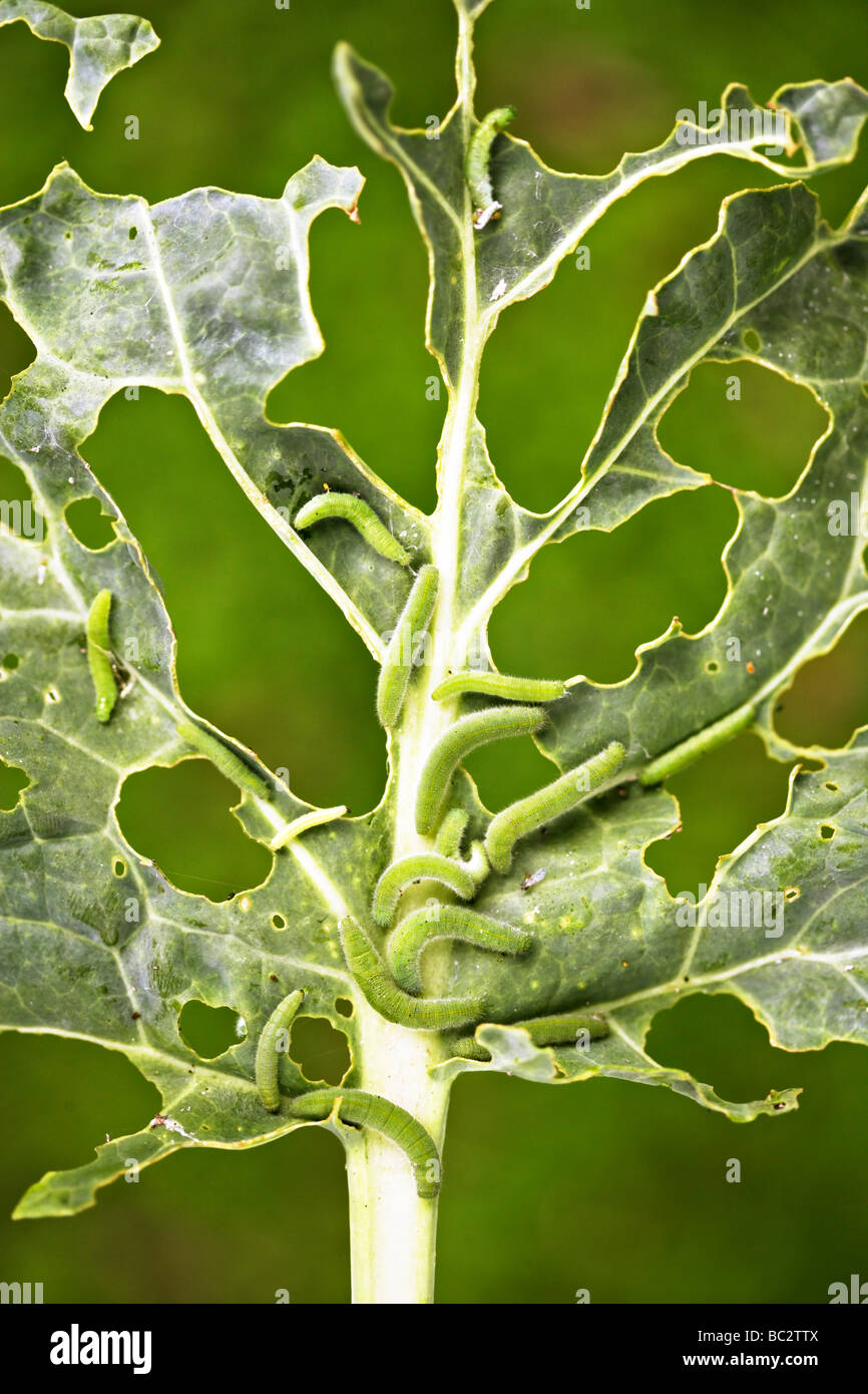 White larvae hi-res stock photography and images - Alamy