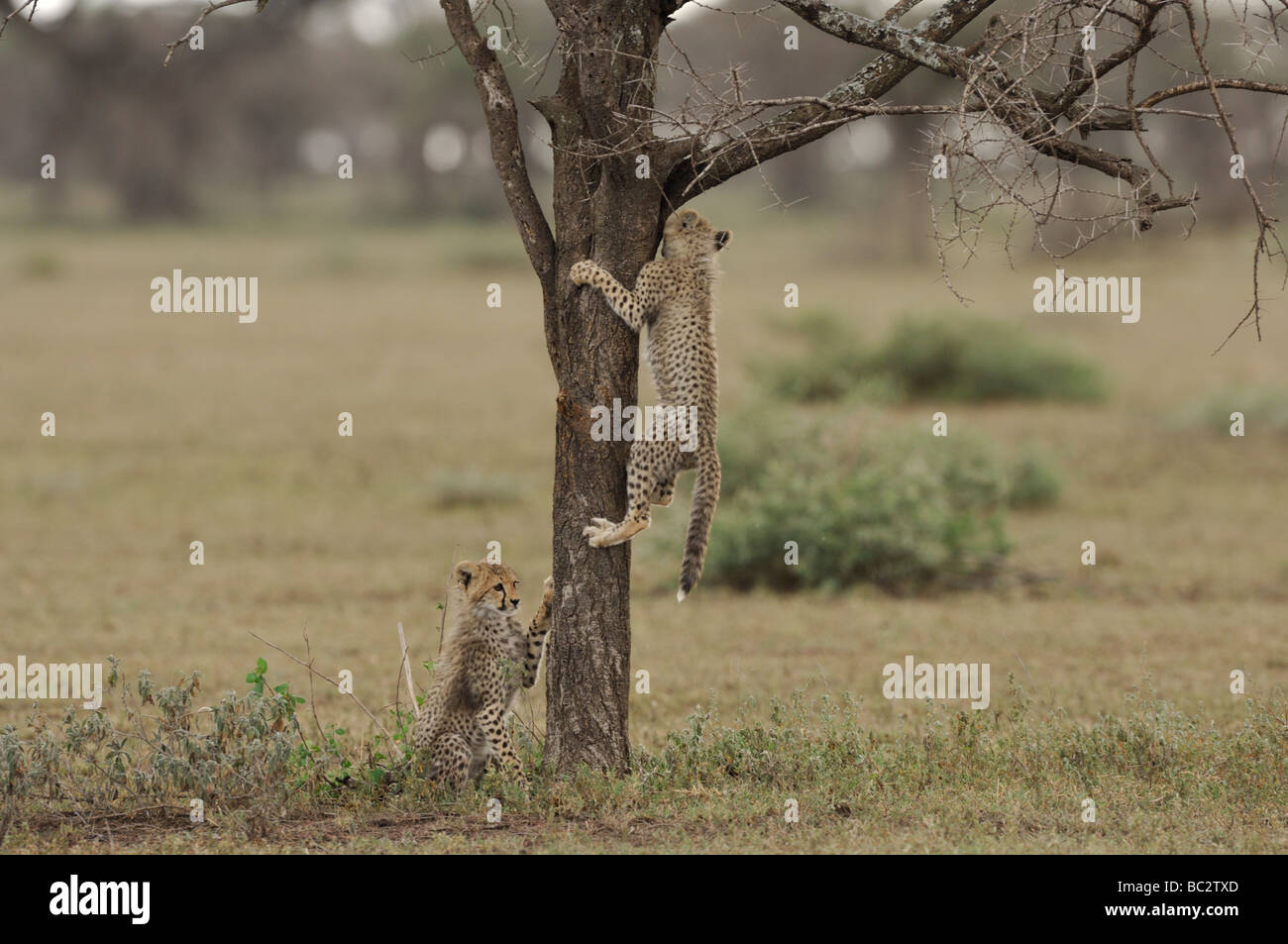 Stock photo of a cheetah cub climbing a tree, Ndutu, Tanzania Stock ...
