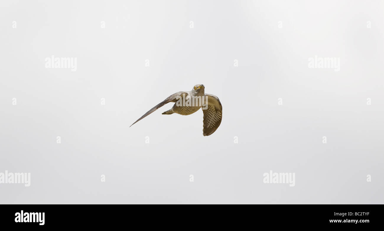 Common Cuckoo Cuculus canorus in flight April Stock Photo - Alamy