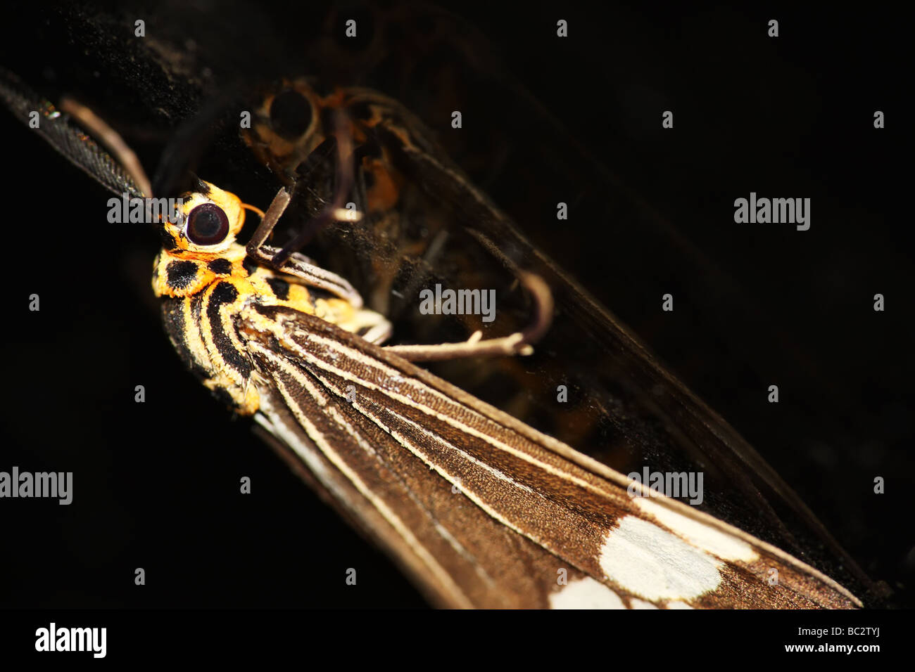 Tiger moth looks at its own reflection Stock Photo - Alamy
