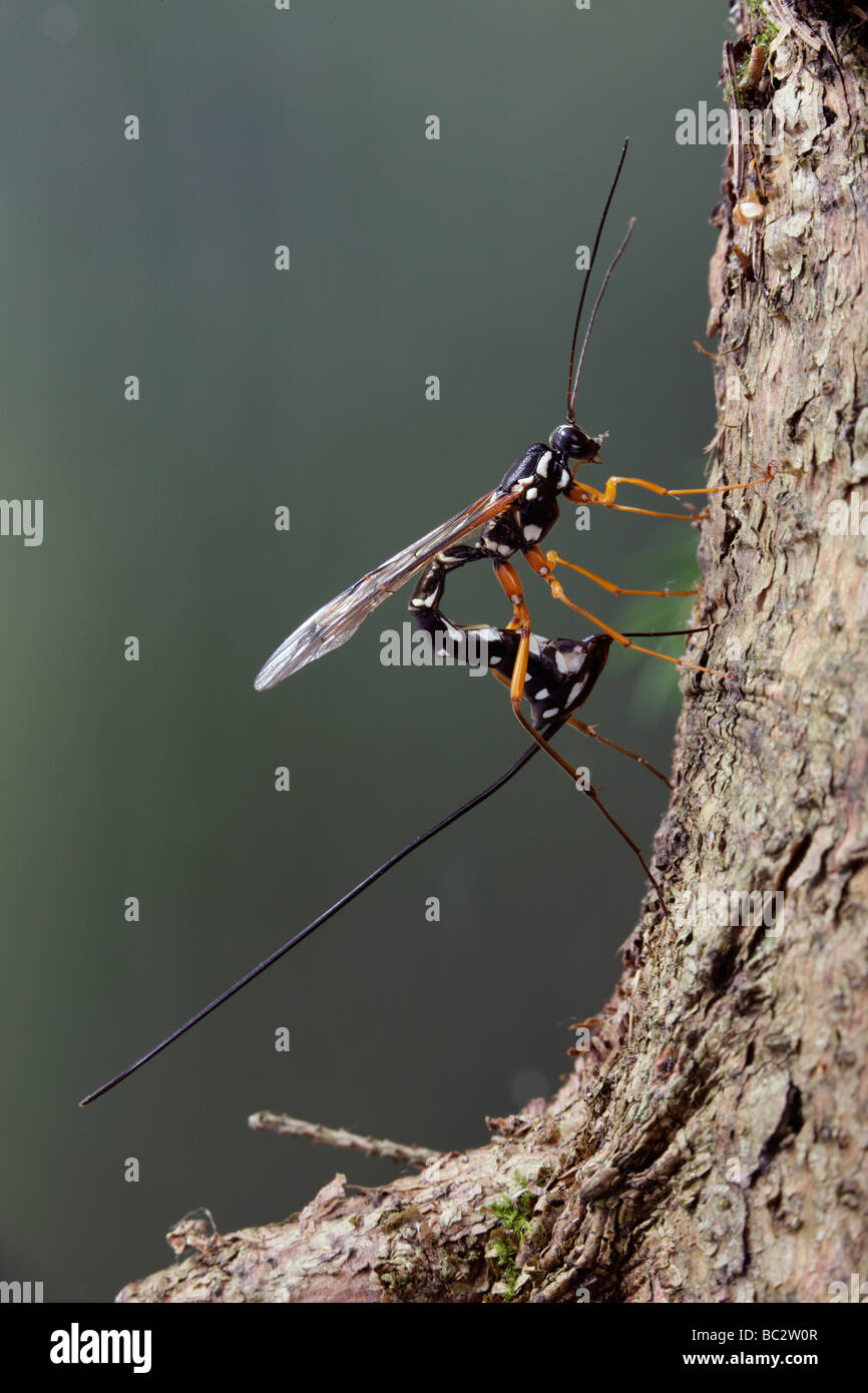 Wood boring wasp hi-res stock photography and images - Alamy