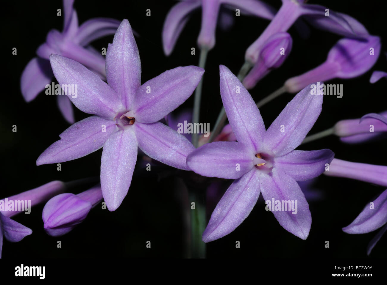 Yet to bloom flower hi-res stock photography and images - Alamy