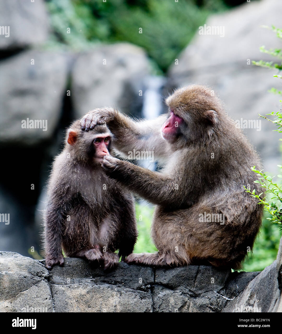 Two Japanese snow monkeys sitting on rock formation grooming while one ...