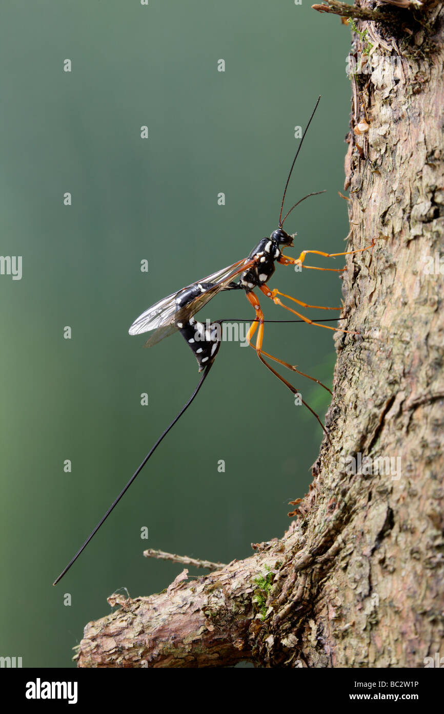 Sabre wasp Rhyssa persuasoria boring through timber to reach wood-wasp ...