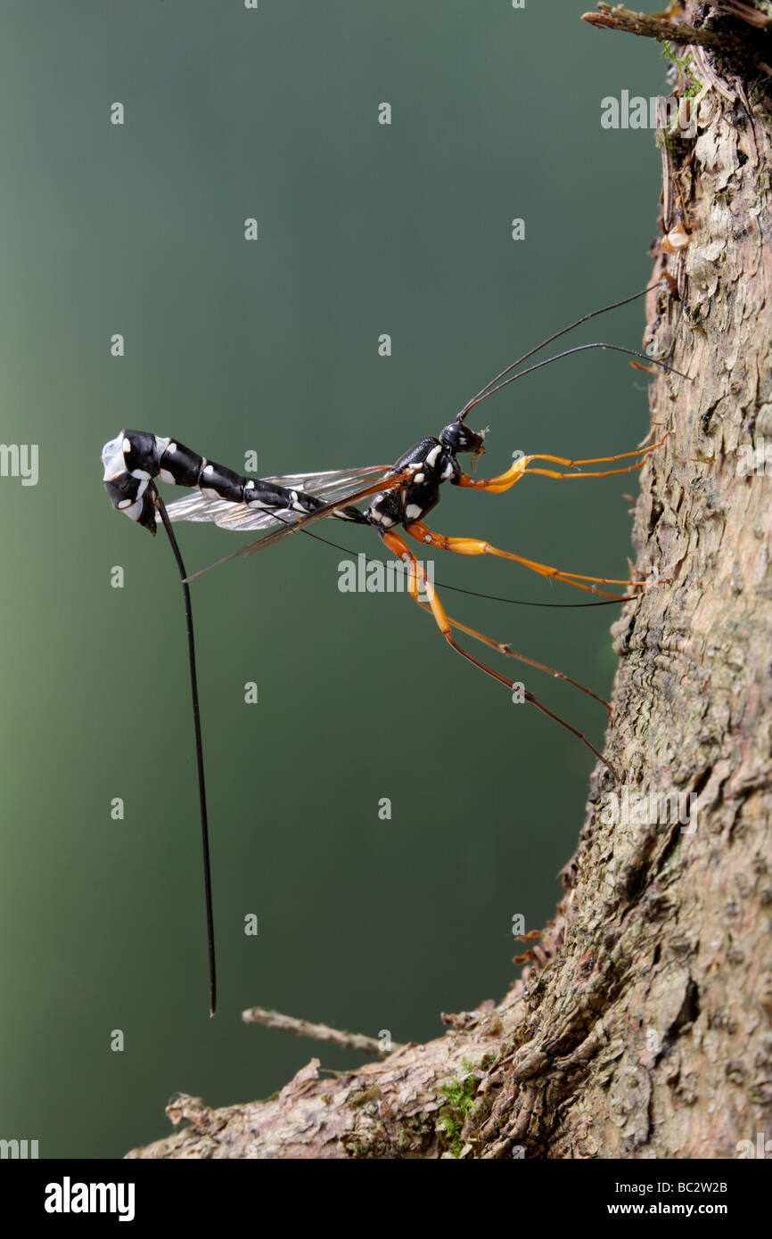 Sabre wasp Rhyssa persuasoria boring through timber to reach wood-wasp ...