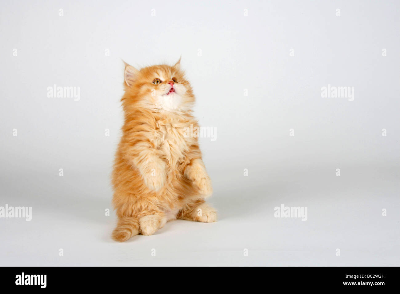 British Longhair Cat kitten 8 weeks red tabby Highlander Lowlander ...