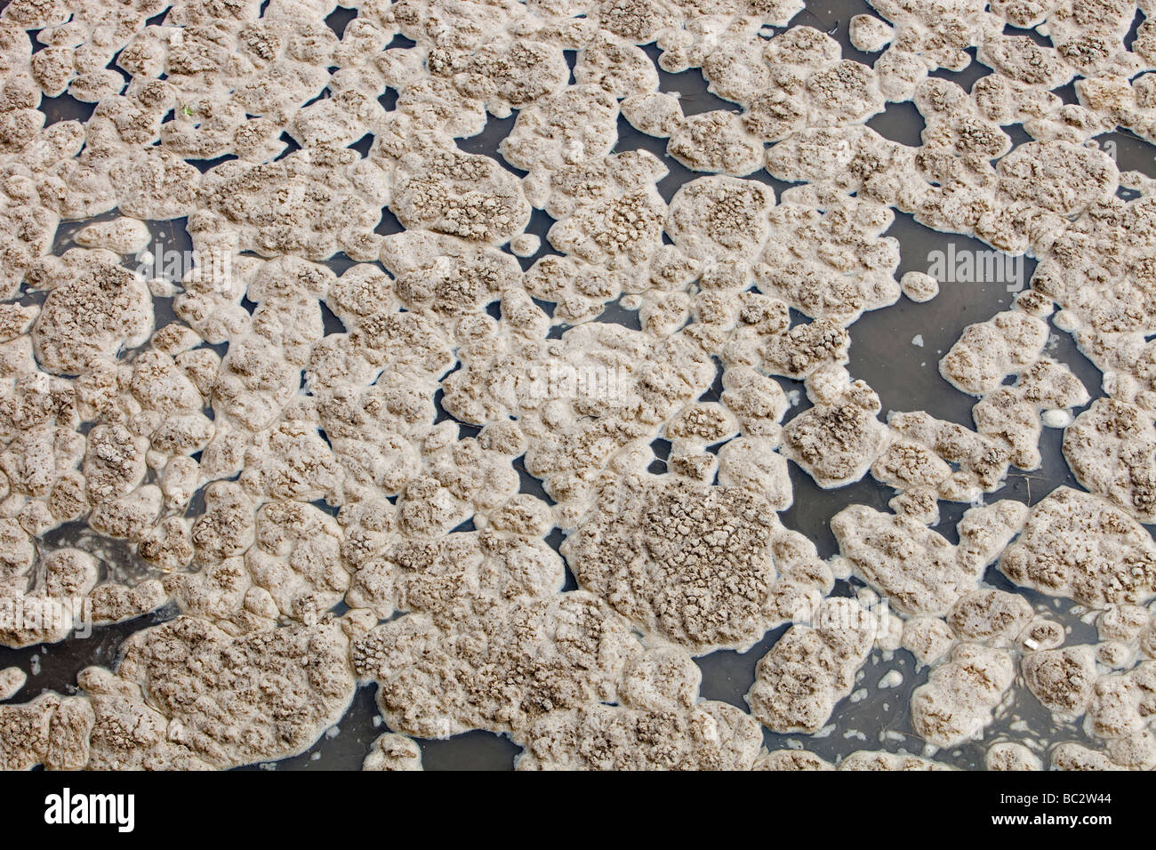 Polluted scum floating on the river Mersey near Warrington UK Stock ...