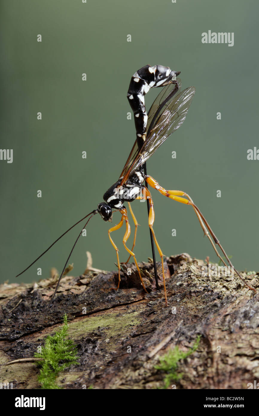 Sabre wasp Rhyssa persuasoria boring through timber to reach wood-wasp ...