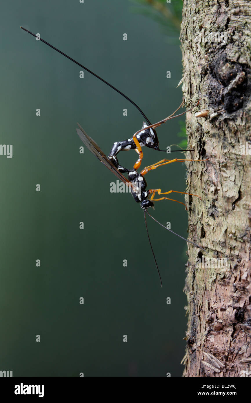 Sabre wasp rhyssa persuasoria hi-res stock photography and images - Alamy