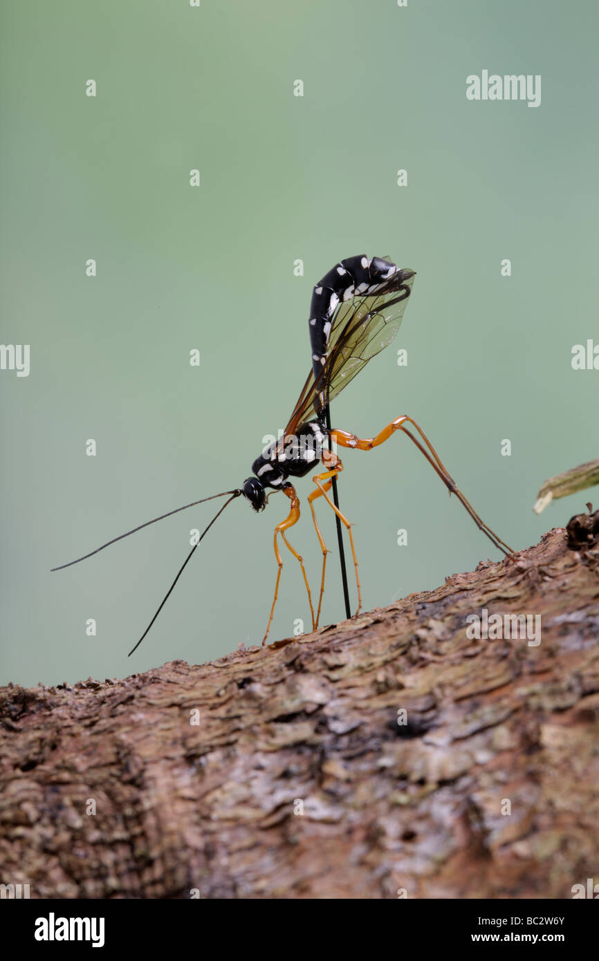 Wood boring wasp hi-res stock photography and images - Alamy