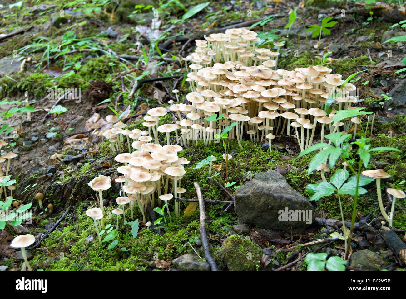 Mushroom cluster hi-res stock photography and images - Alamy