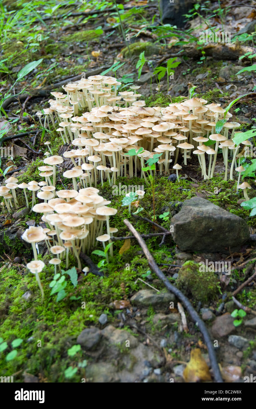 Small cluster white mushroom fungi hi-res stock photography and images ...