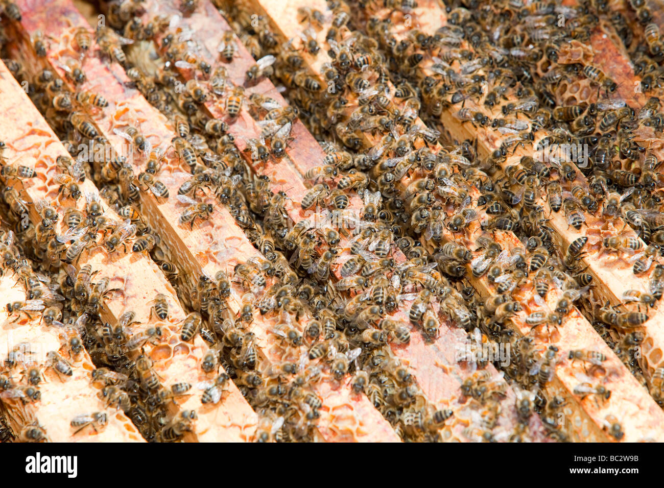A beehive in Cockermouth Cumbria UK that has been infected and damaged ...