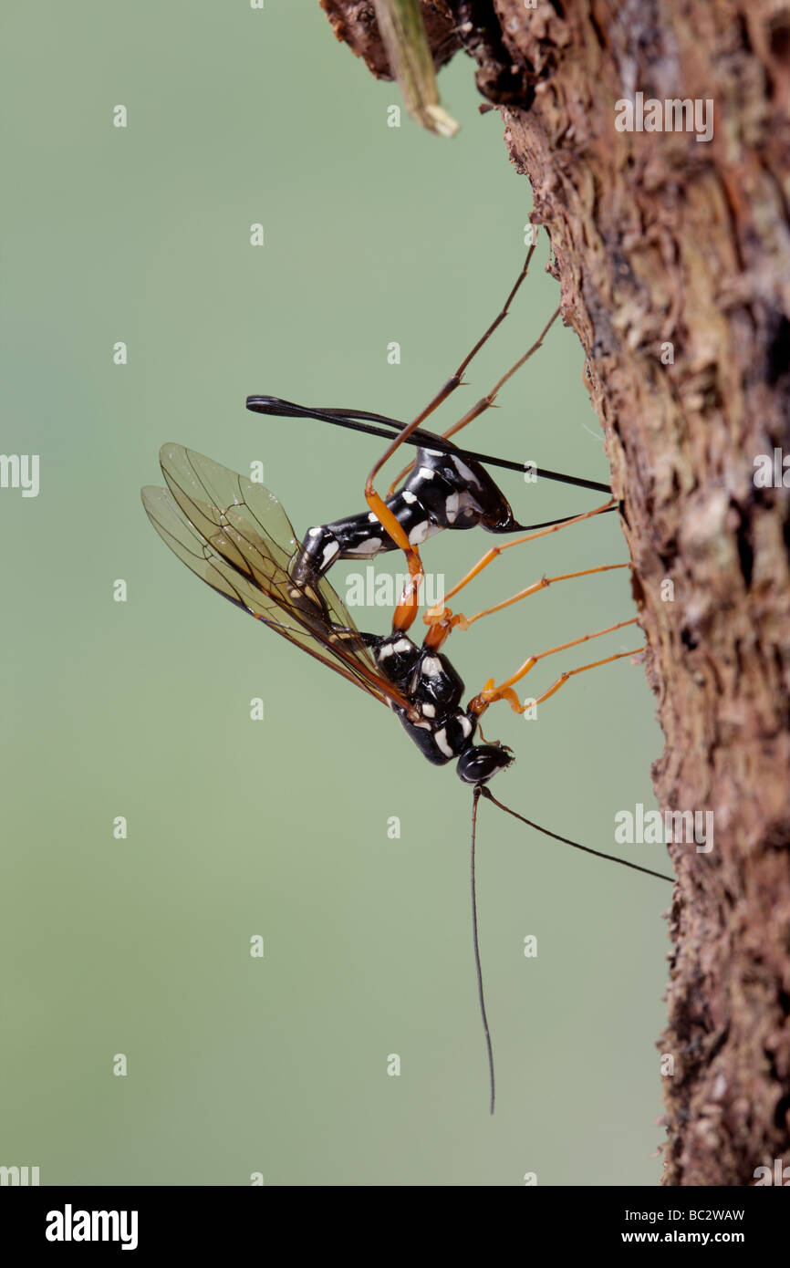 Sabre wasp Rhyssa persuasoria boring through timber to reach wood-wasp ...