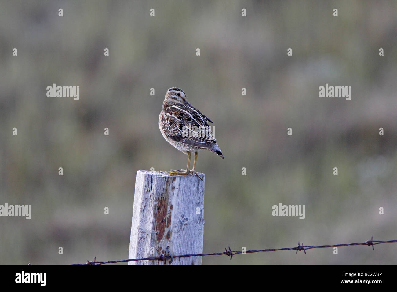 Common Snipe on a post Stock Photo - Alamy