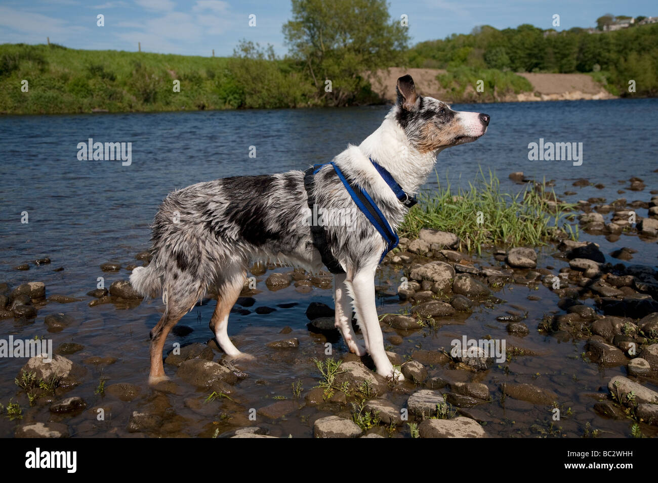 Blue merle border collie dog wearing a blue harness stood in a rocky ...