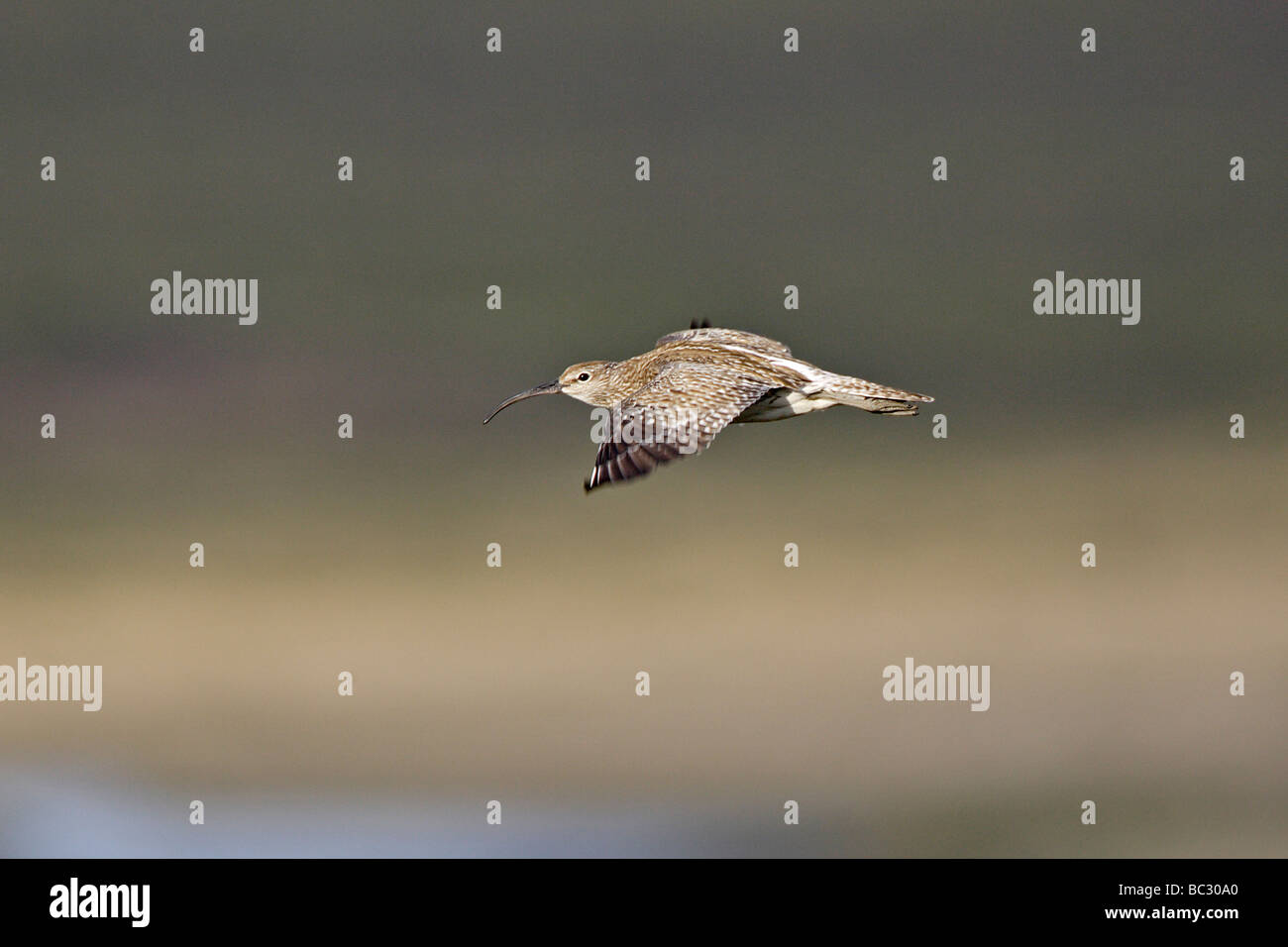 Whimbrel Flight Stock Photos & Whimbrel Flight Stock Images - Alamy