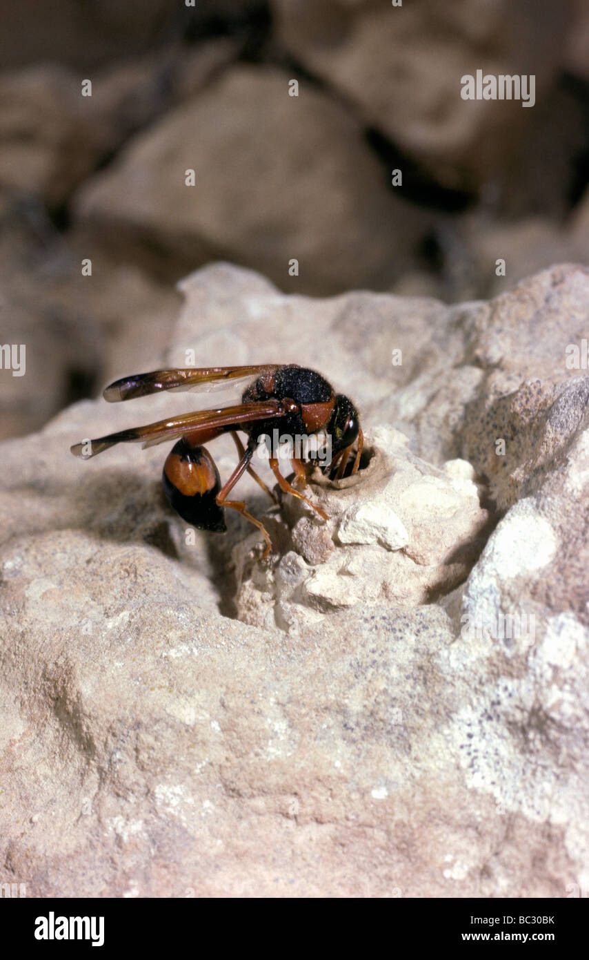 Potter wasp Delta dimidiatipenne Vespidae female adding a mud lip ...