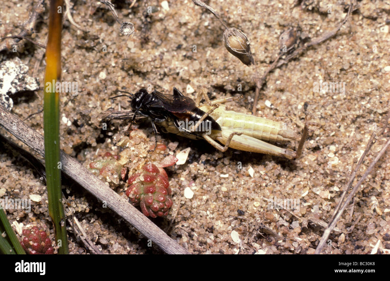 Hunting wasp Tachysphex pompiliformis Sphecidae female dragging a stung ...