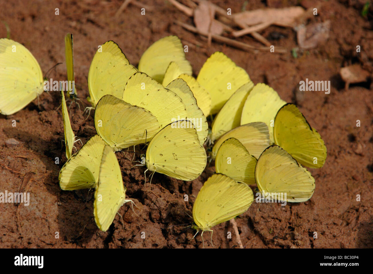 Common grass yellow butterflies Eurema hecabe Pieridae puddling in ...