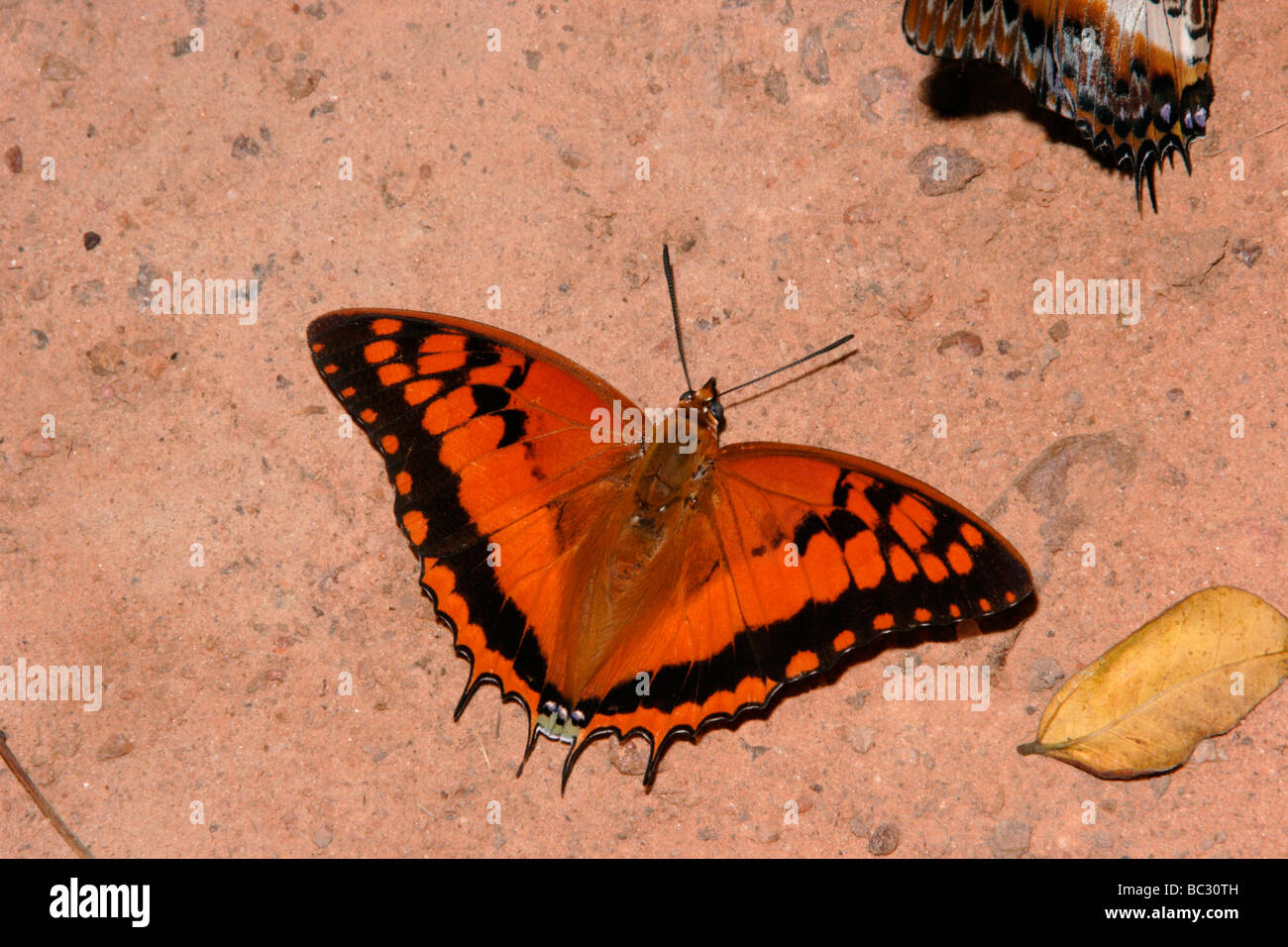 Red forest charaxes butterfly Charaxes boueti Nymphalidae male in ...