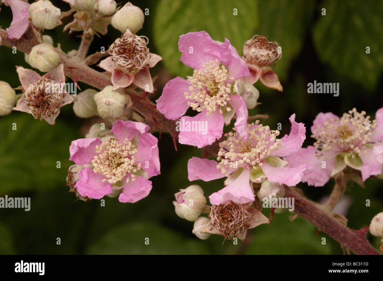 Rosaceae rubus hi-res stock photography and images - Alamy