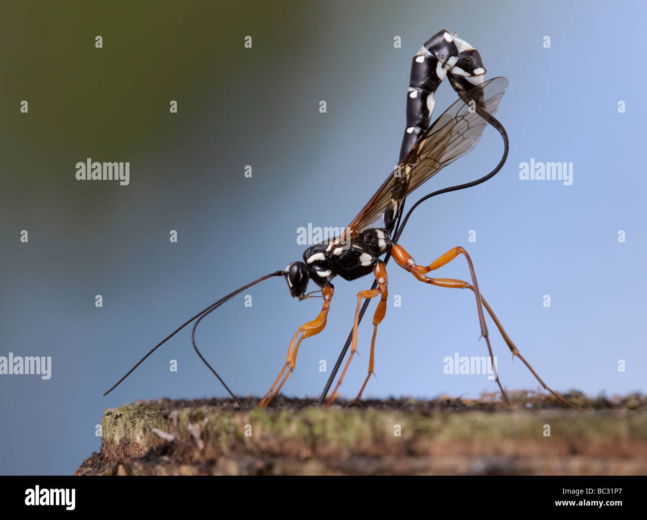 Sabre wasp persuasoria boring through hi-res stock photography and ...